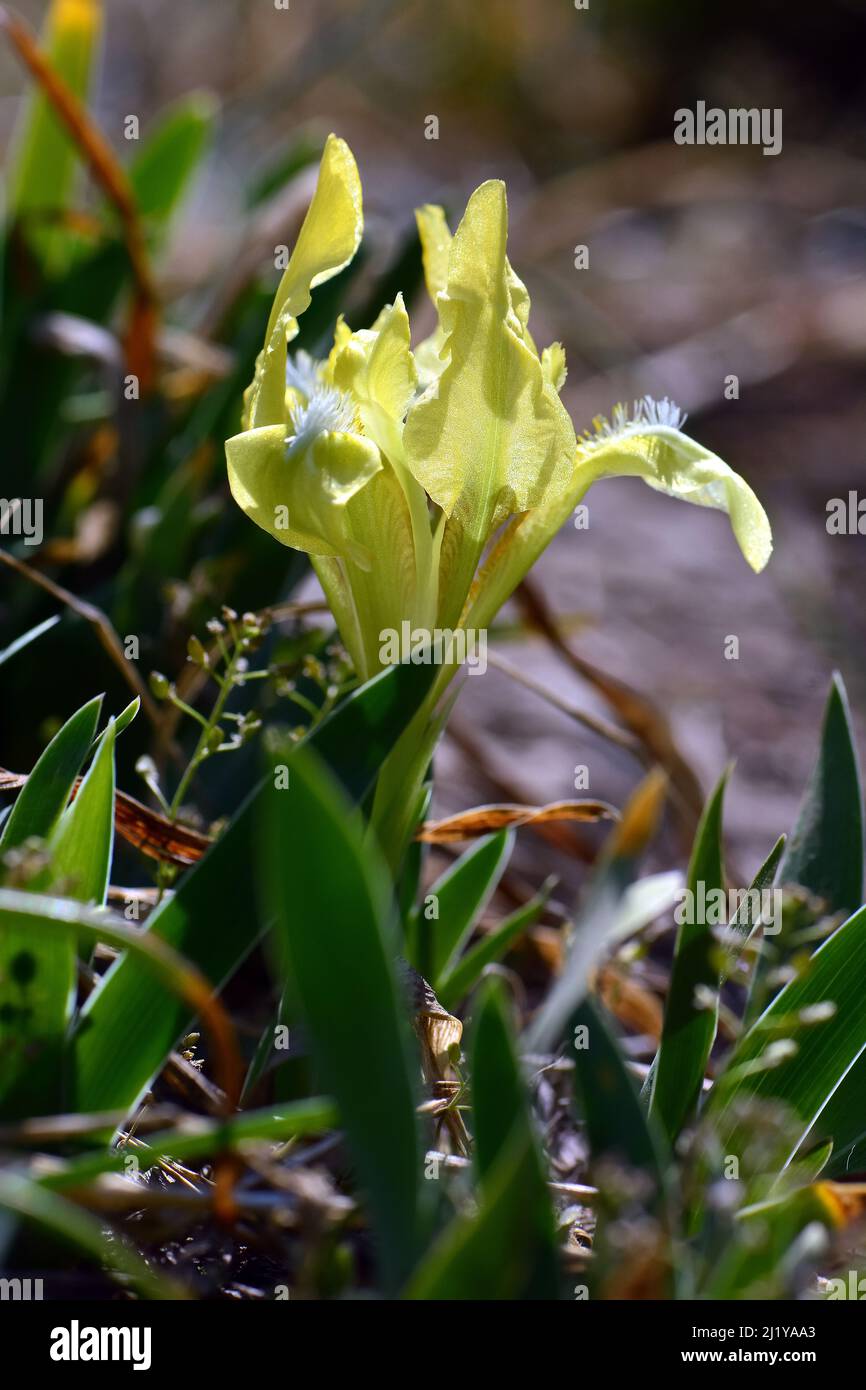 pygmy iris, dwarf iris, Zwerg-Schwertlilie, Iris nain, Iris pumila ...
