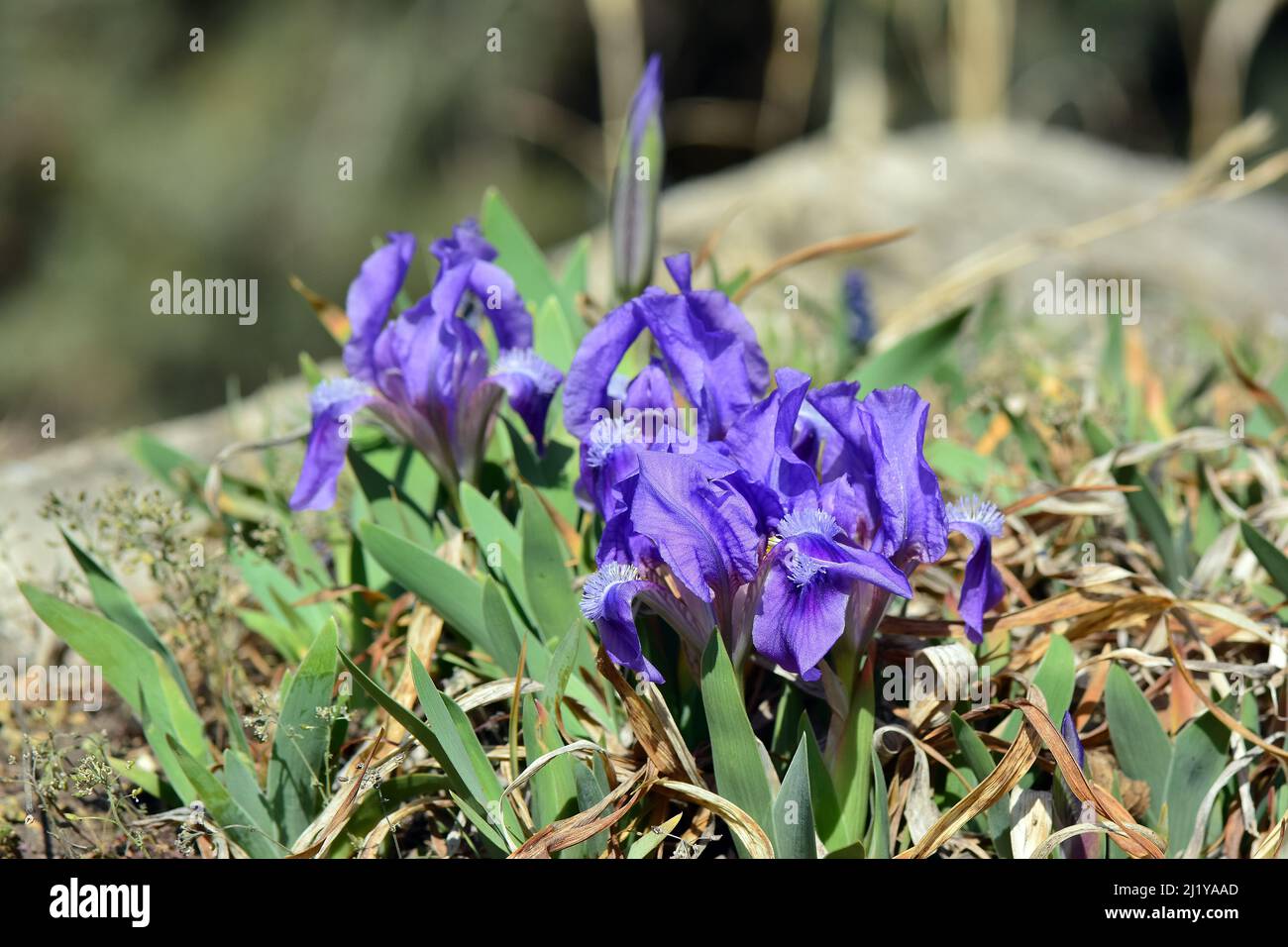 pygmy iris, dwarf iris, Zwerg-Schwertlilie, Iris nain, Iris pumila ...
