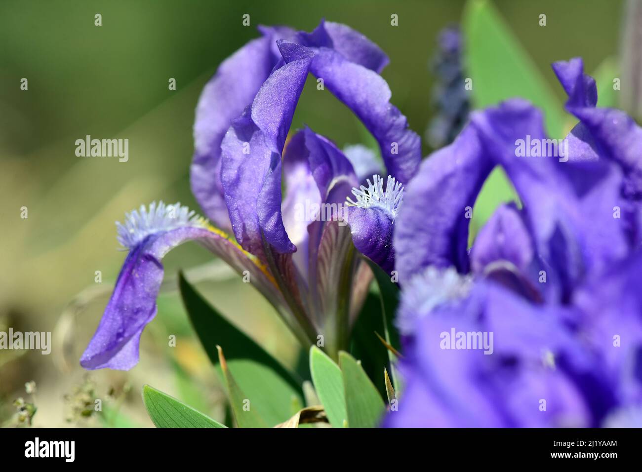 pygmy iris, dwarf iris, Zwerg-Schwertlilie, Iris nain, Iris pumila ...