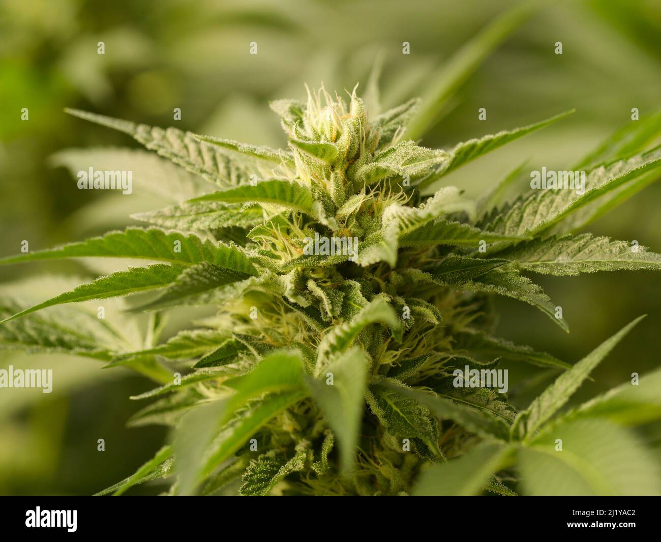 Growing Weed 4 Stock Photo - Alamy