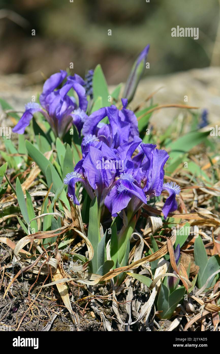 pygmy iris, dwarf iris, Zwerg-Schwertlilie, Iris nain, Iris pumila ...