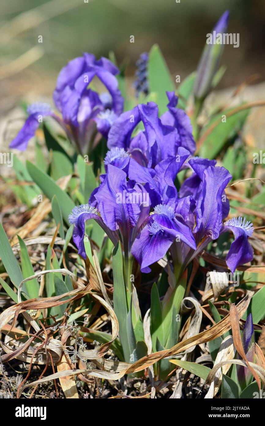 pygmy iris, dwarf iris, Zwerg-Schwertlilie, Iris nain, Iris pumila ...