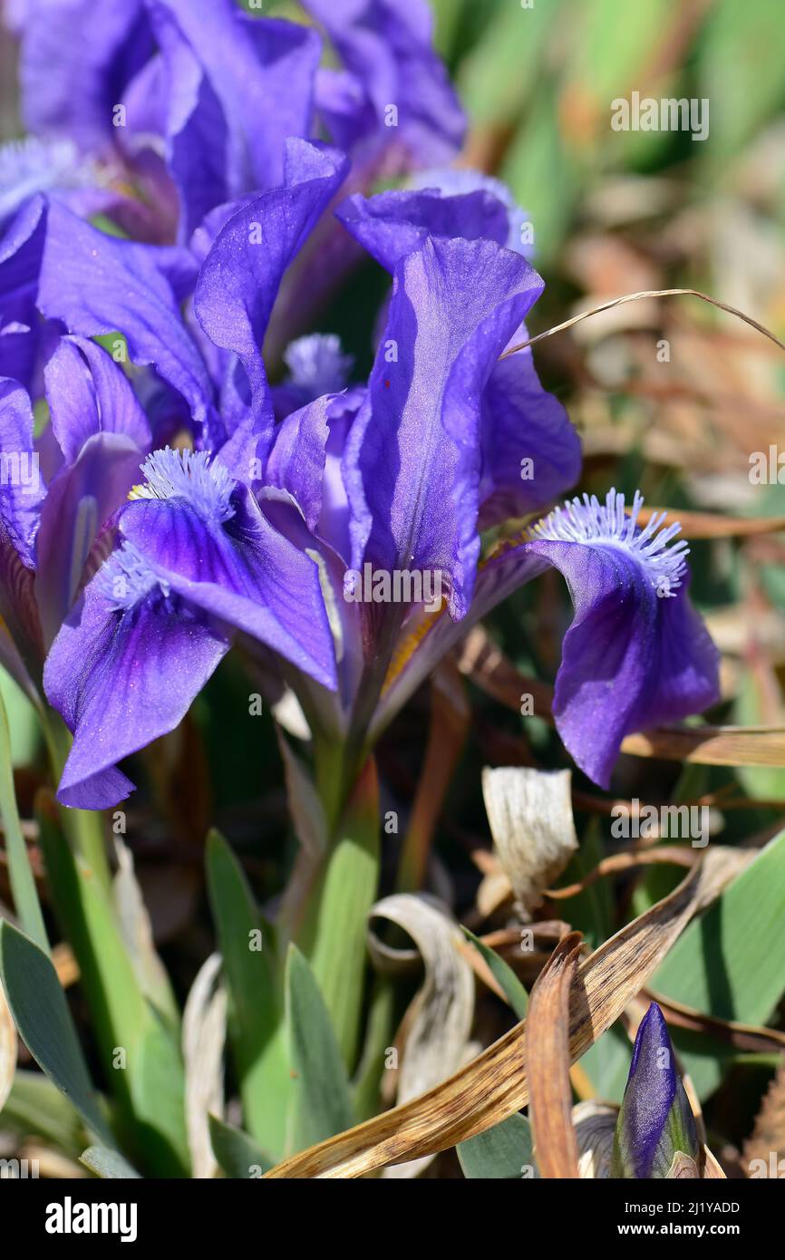 pygmy iris, dwarf iris, Zwerg-Schwertlilie, Iris nain, Iris pumila ...