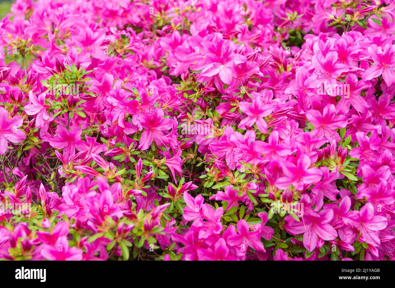 Blooming azalea flowering shrub with pink bloom flower background Stock ...