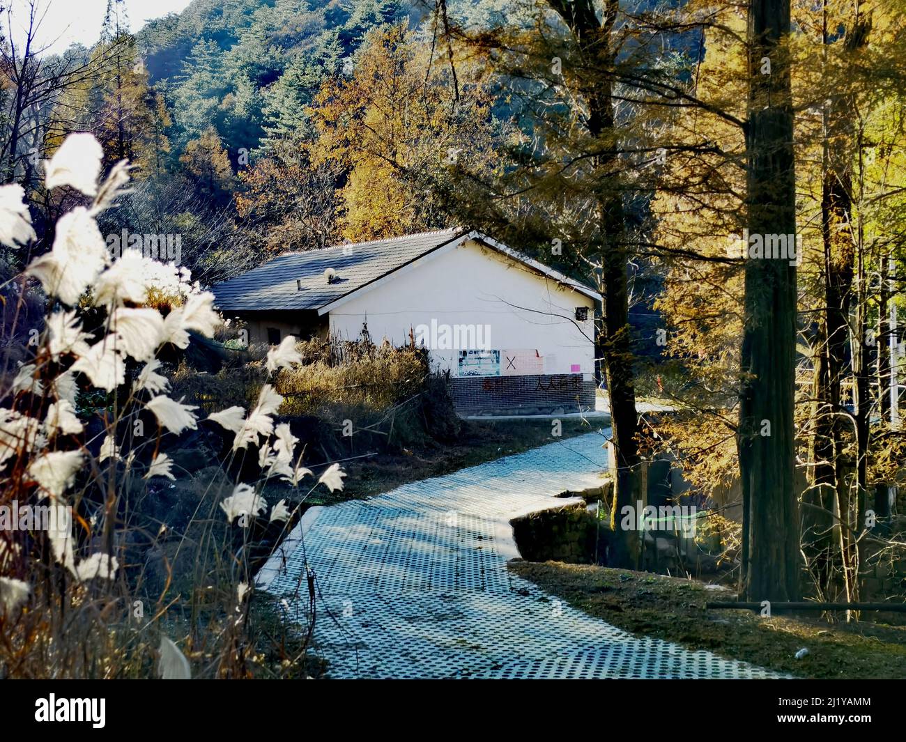 A scenic view of a pathway leading to a house surrounded by green trees ...