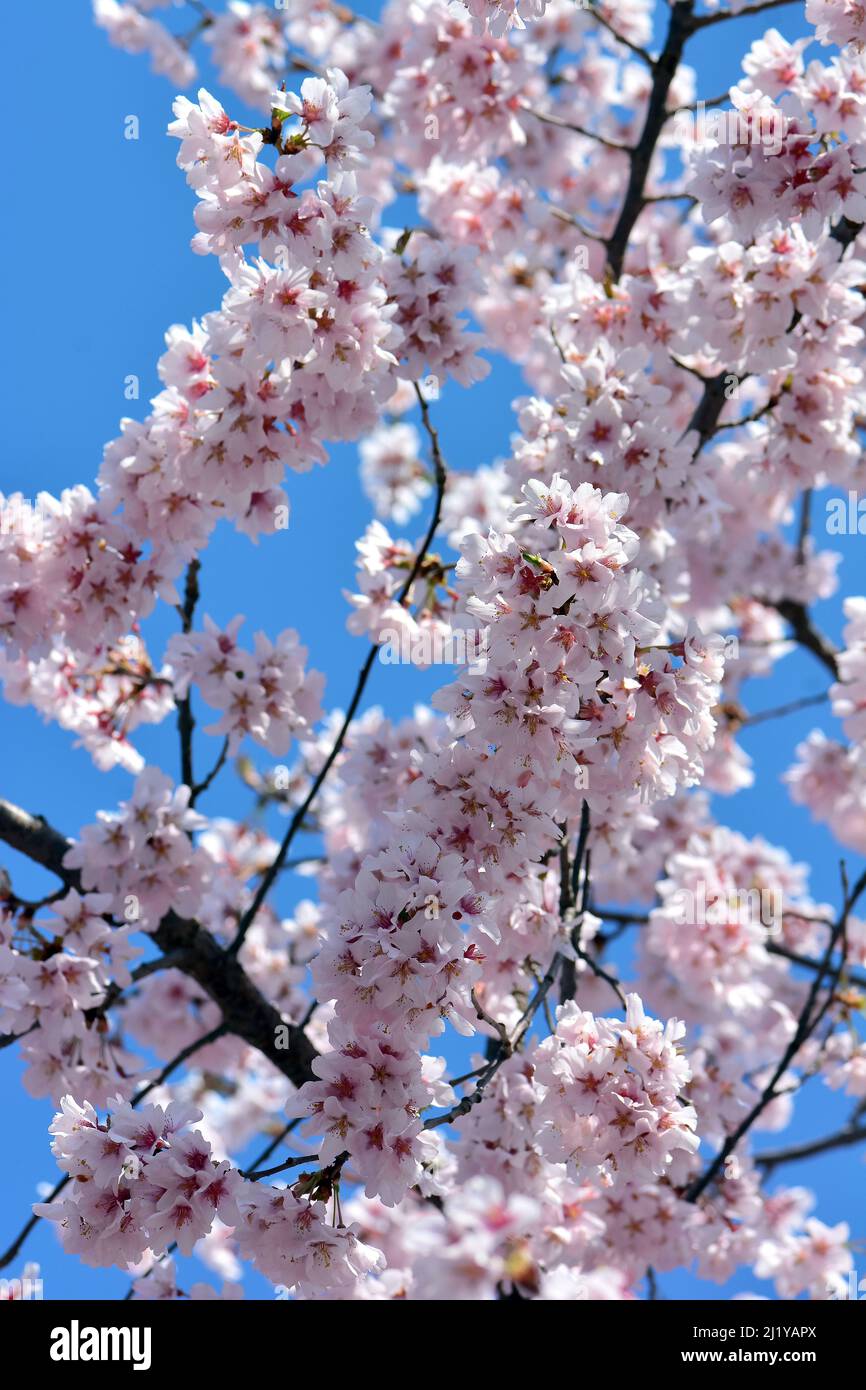 Edo higan, weeping cherry, autumn cherry, Prunus subhirtella, Higan ...