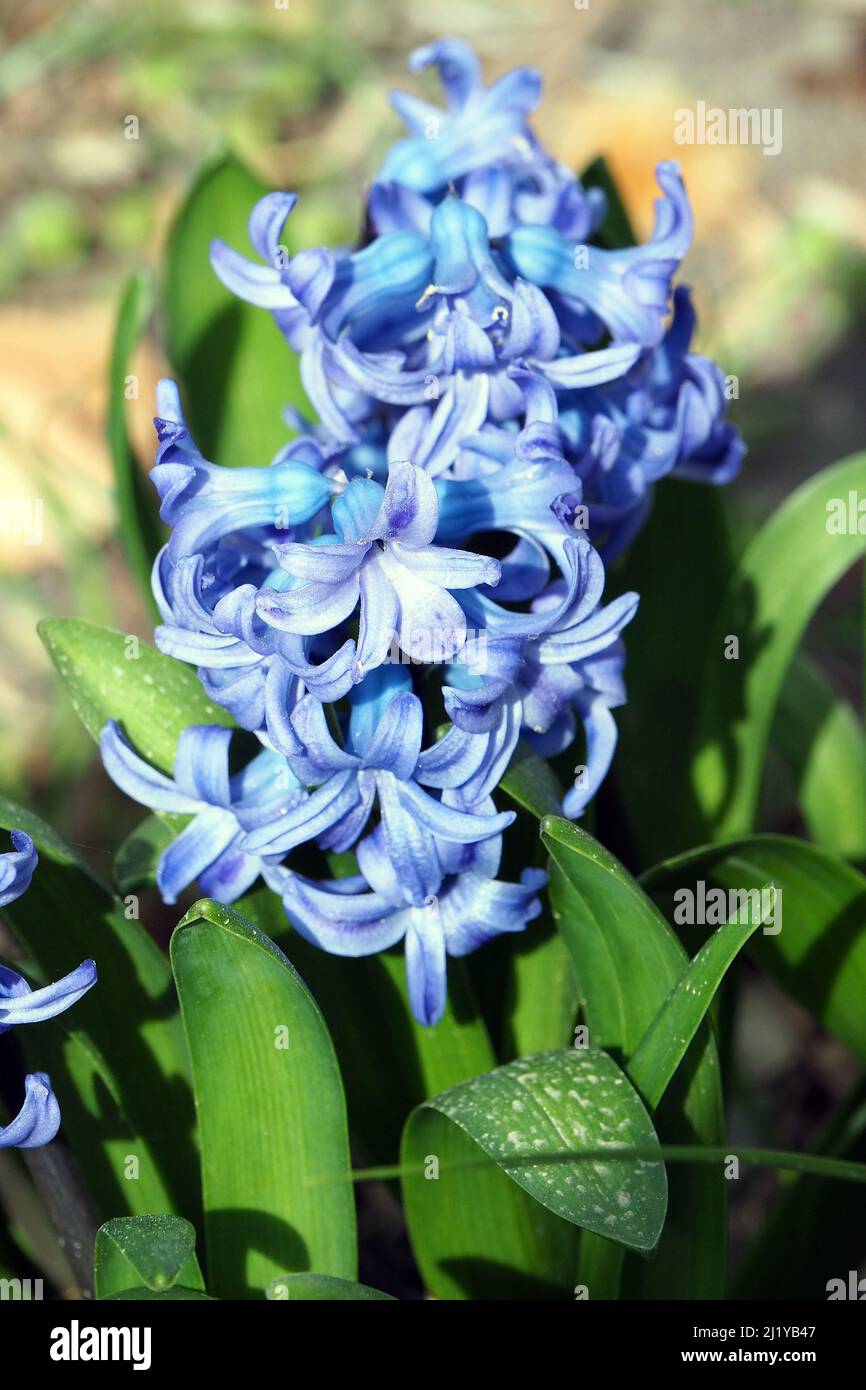 common hyacinth, garden hyacinth or Dutch hyacinth, Gartenhyazinthe ...