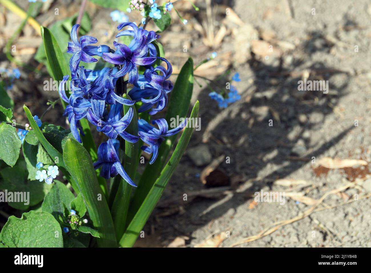 common hyacinth, garden hyacinth or Dutch hyacinth, Gartenhyazinthe ...