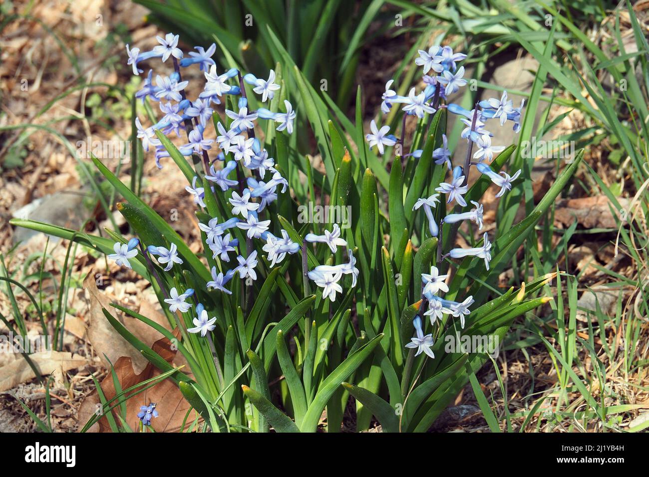 common hyacinth, garden hyacinth or Dutch hyacinth, Gartenhyazinthe ...