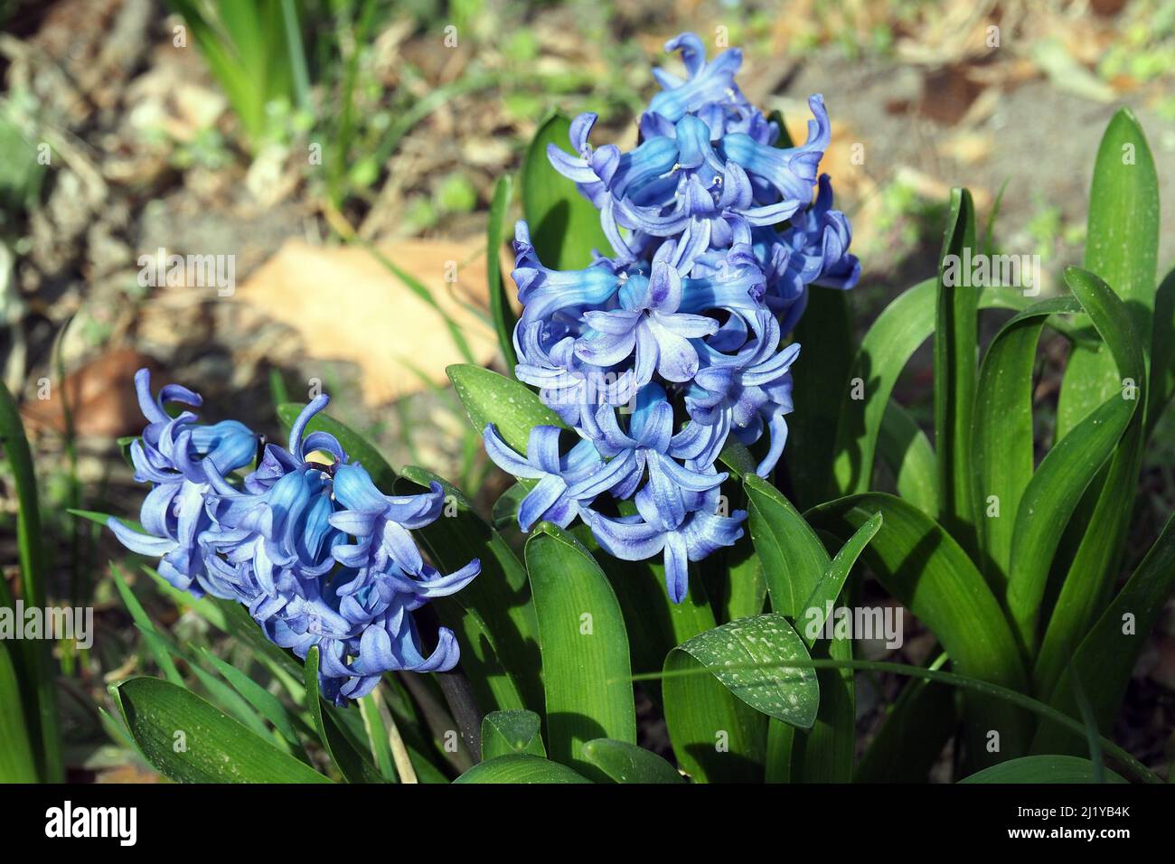 common hyacinth, garden hyacinth or Dutch hyacinth, Gartenhyazinthe ...