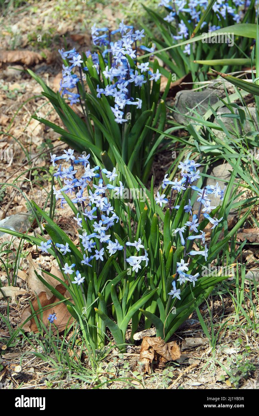 common hyacinth, garden hyacinth or Dutch hyacinth, Gartenhyazinthe ...
