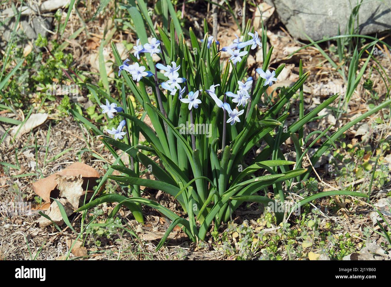 common hyacinth, garden hyacinth or Dutch hyacinth, Gartenhyazinthe ...