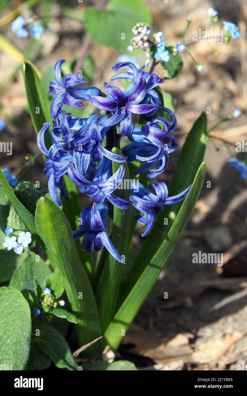 common hyacinth, garden hyacinth or Dutch hyacinth, Gartenhyazinthe, Jacinthe d'Orient ...