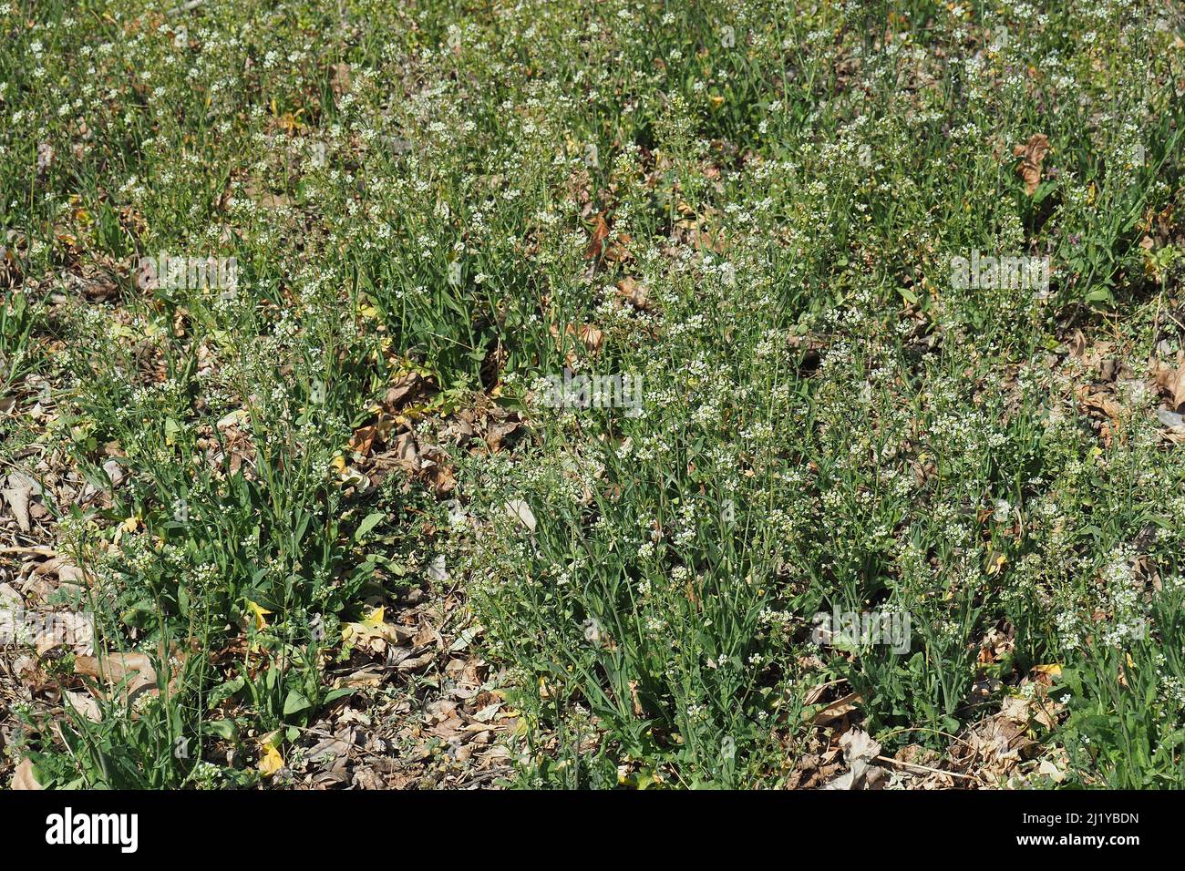 Bursa pastoris flower hi-res stock photography and images - Alamy