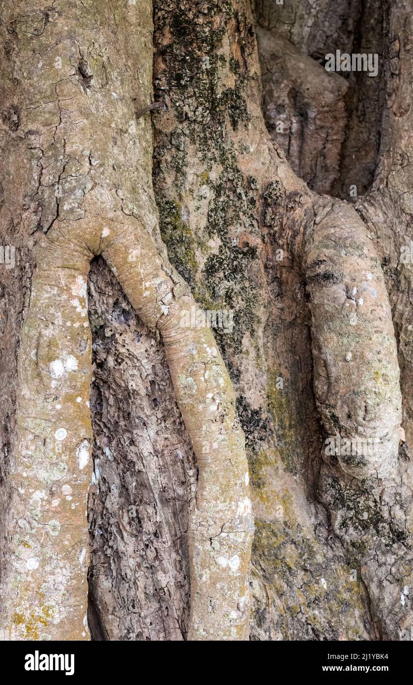 A large banyan tree trunk inside of the forest close up shot Stock ...