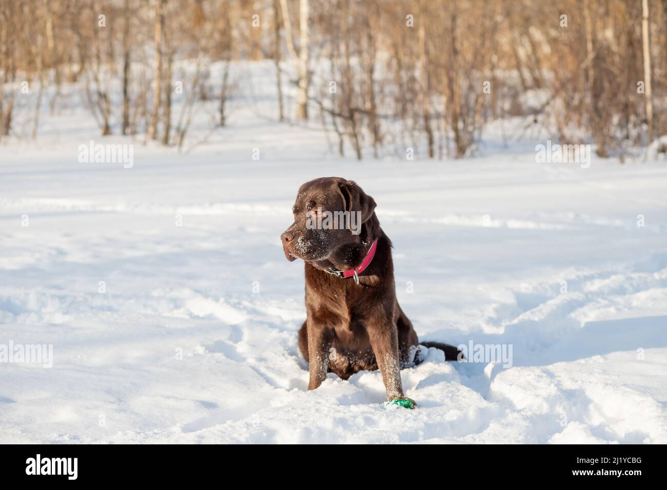 Black labrador lying in snow hi-res stock photography and images - Alamy