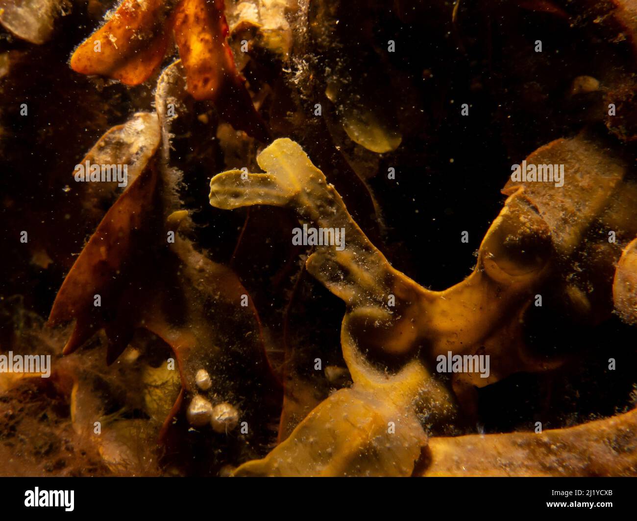 Closeup of Fucus vesiculosus, common names bladderwrack, black tang ...