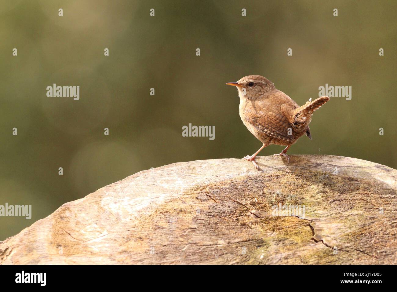 Posing Wren during nesting season Stock Photo - Alamy