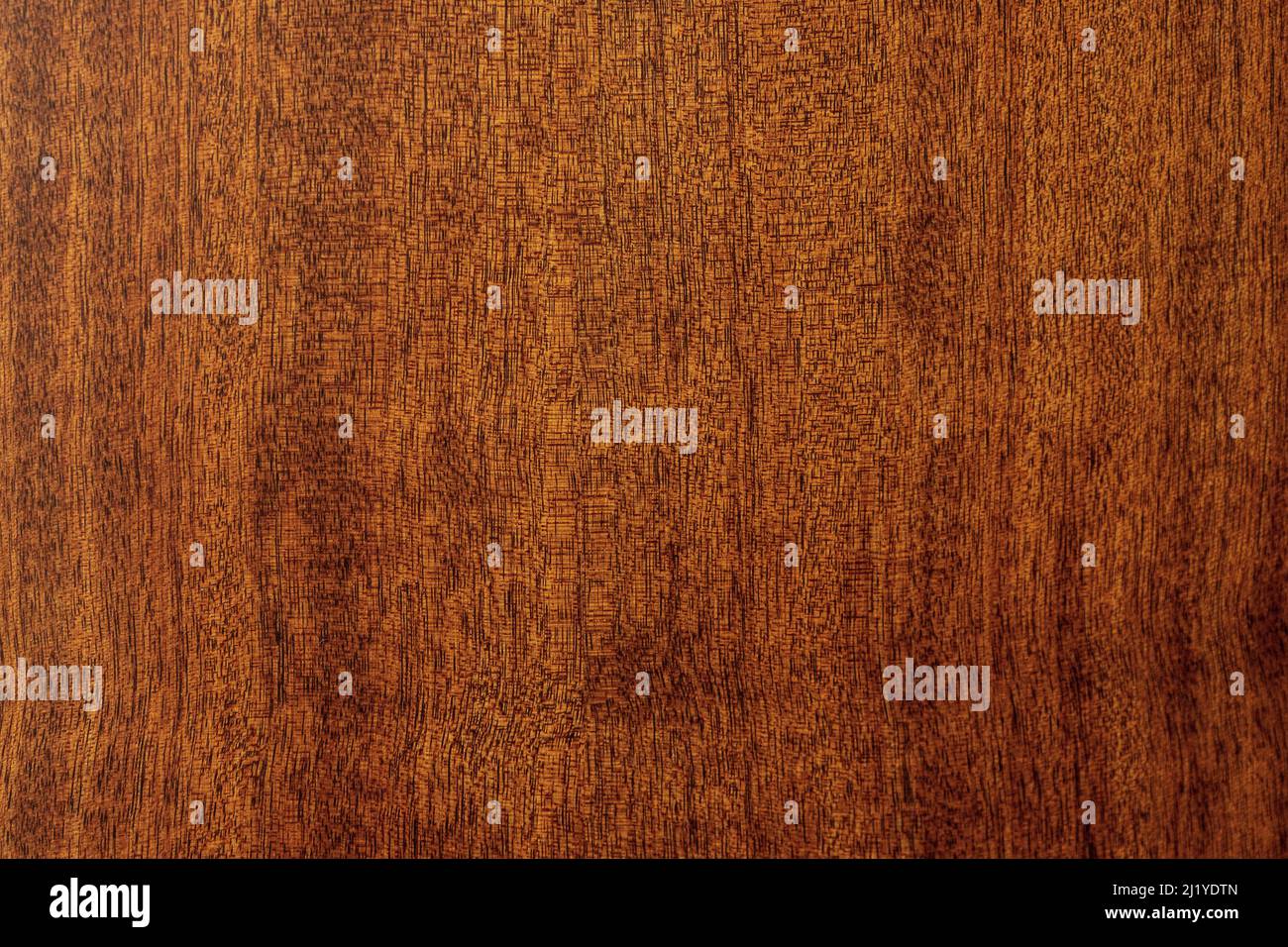 Lacquered wood. Blank background in full screen. Natural noble mahogany ...