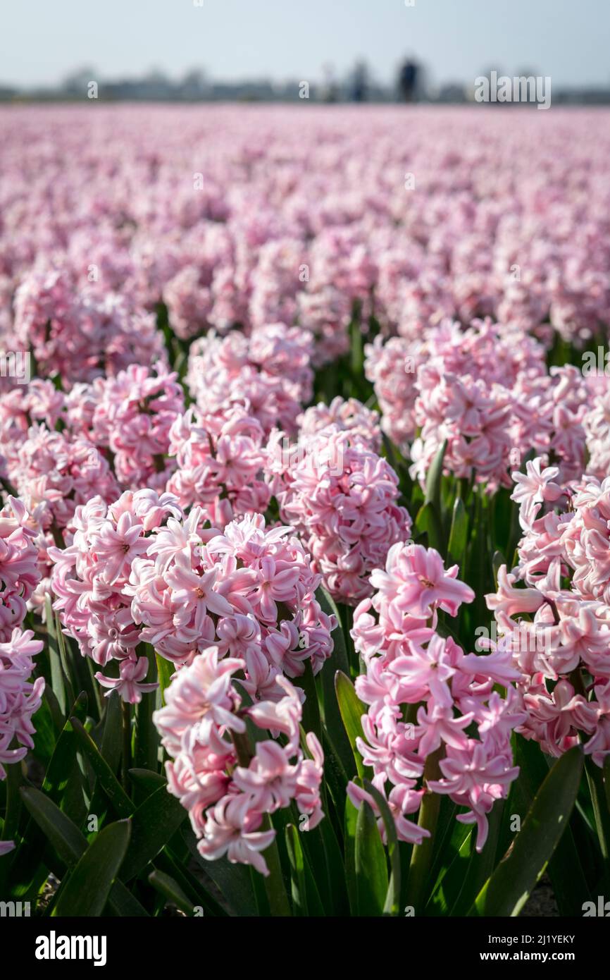 Light pink Hyacinths (Hyacinthus Orientalis), in neat rows on an early ...