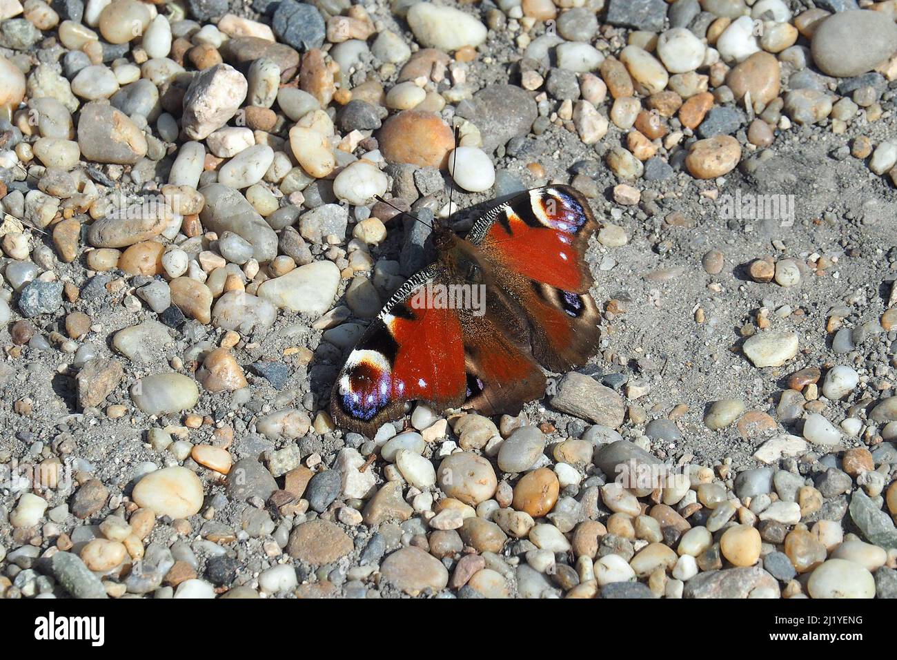 European peacock, peacock butterfly, Inachis io, Tagpfauenauge, Aglais ...