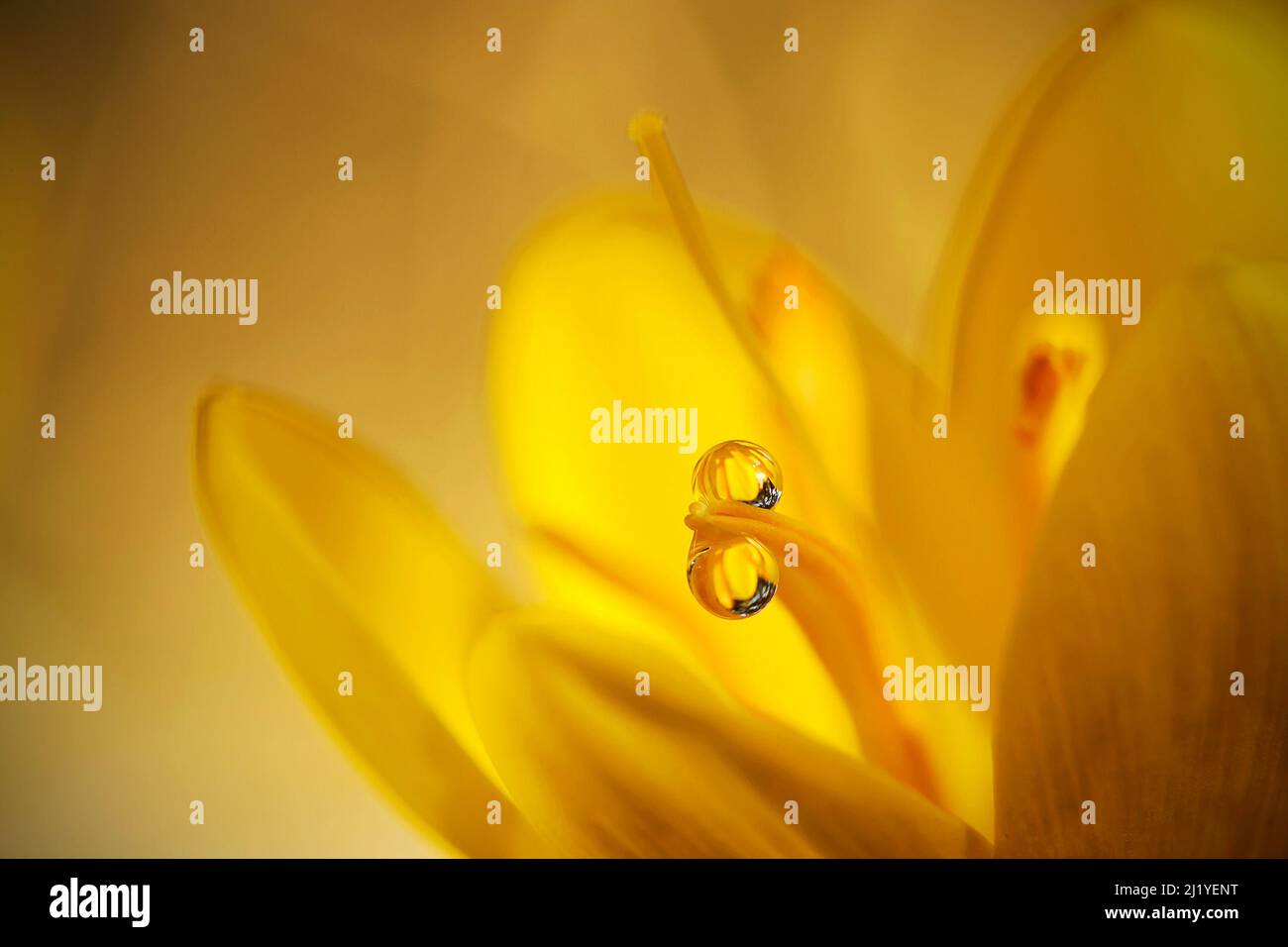 Beautiful_flowers hi-res stock photography and images - Alamy