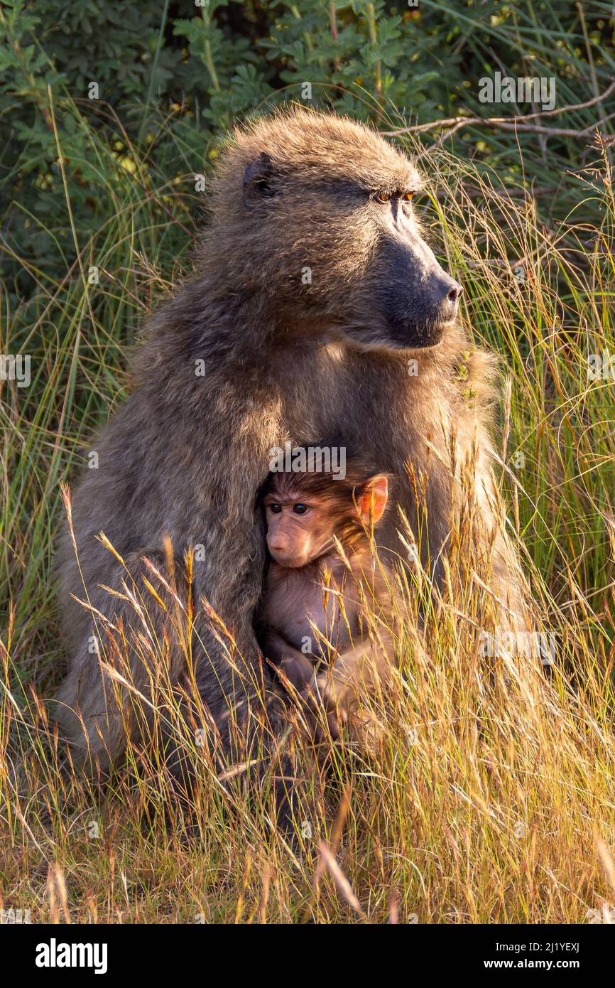 Cute baboons hi-res stock photography and images - Alamy