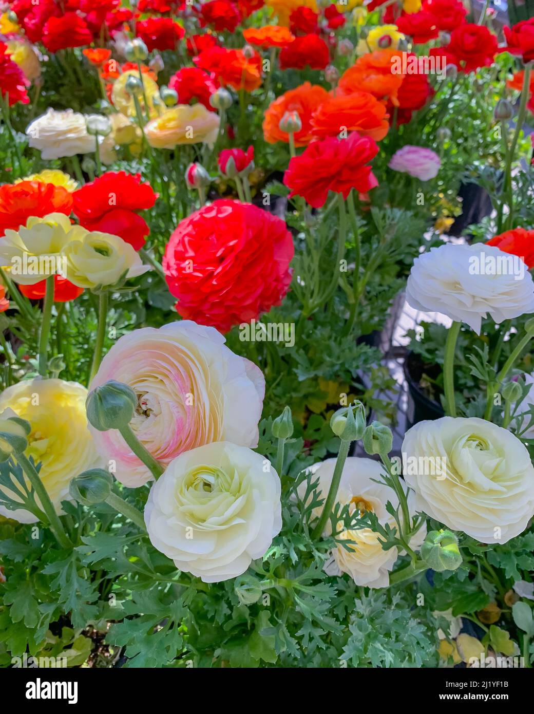 Garden buttercups bloom hi-res stock photography and images - Alamy