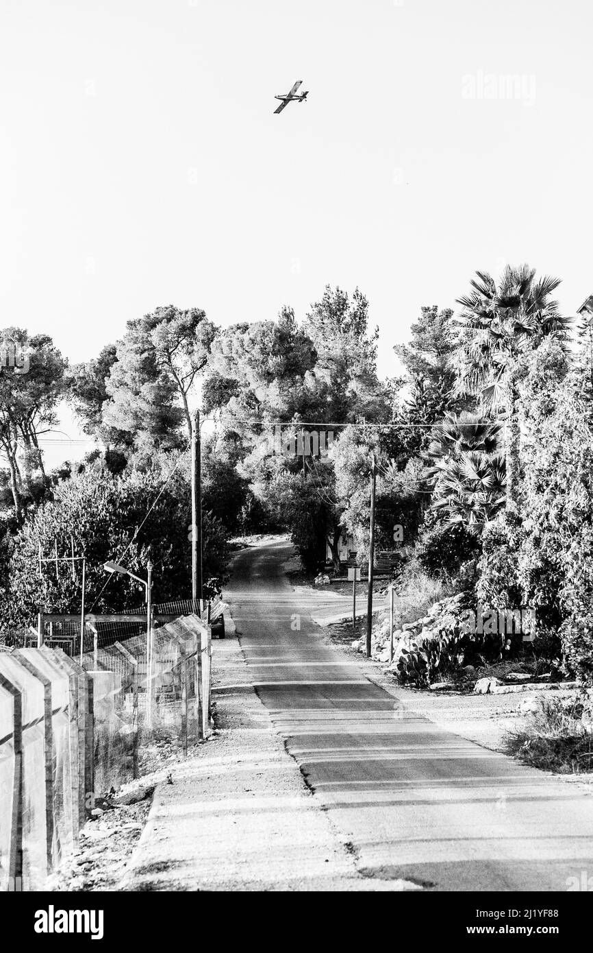Plane trees road Black and White Stock Photos & Images - Alamy