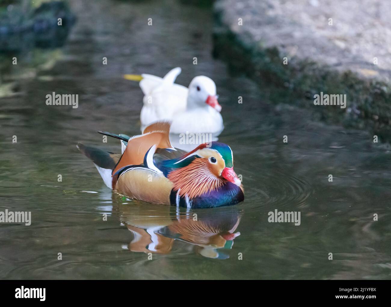 A beautiful mandarin ducks swim in a small pond Stock Photo - Alamy