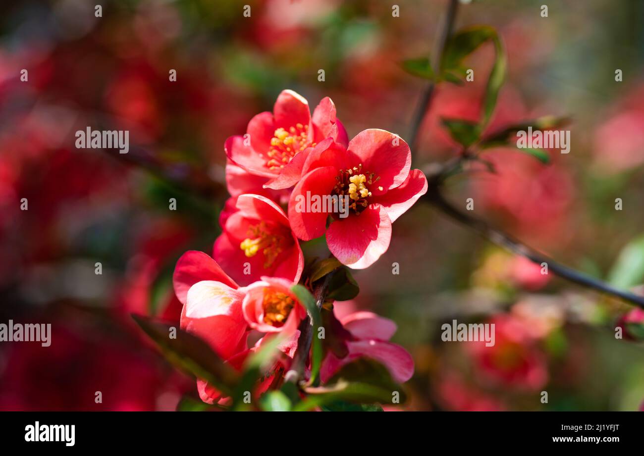 macro of red flowers of blooming sakura tree in spring Stock Photo - Alamy
