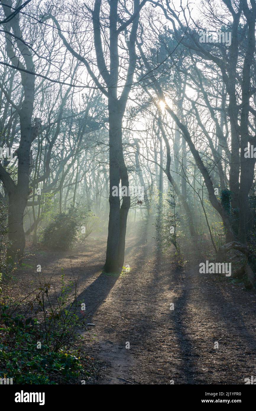 Rays sunlight shines between leaves hi-res stock photography and images ...