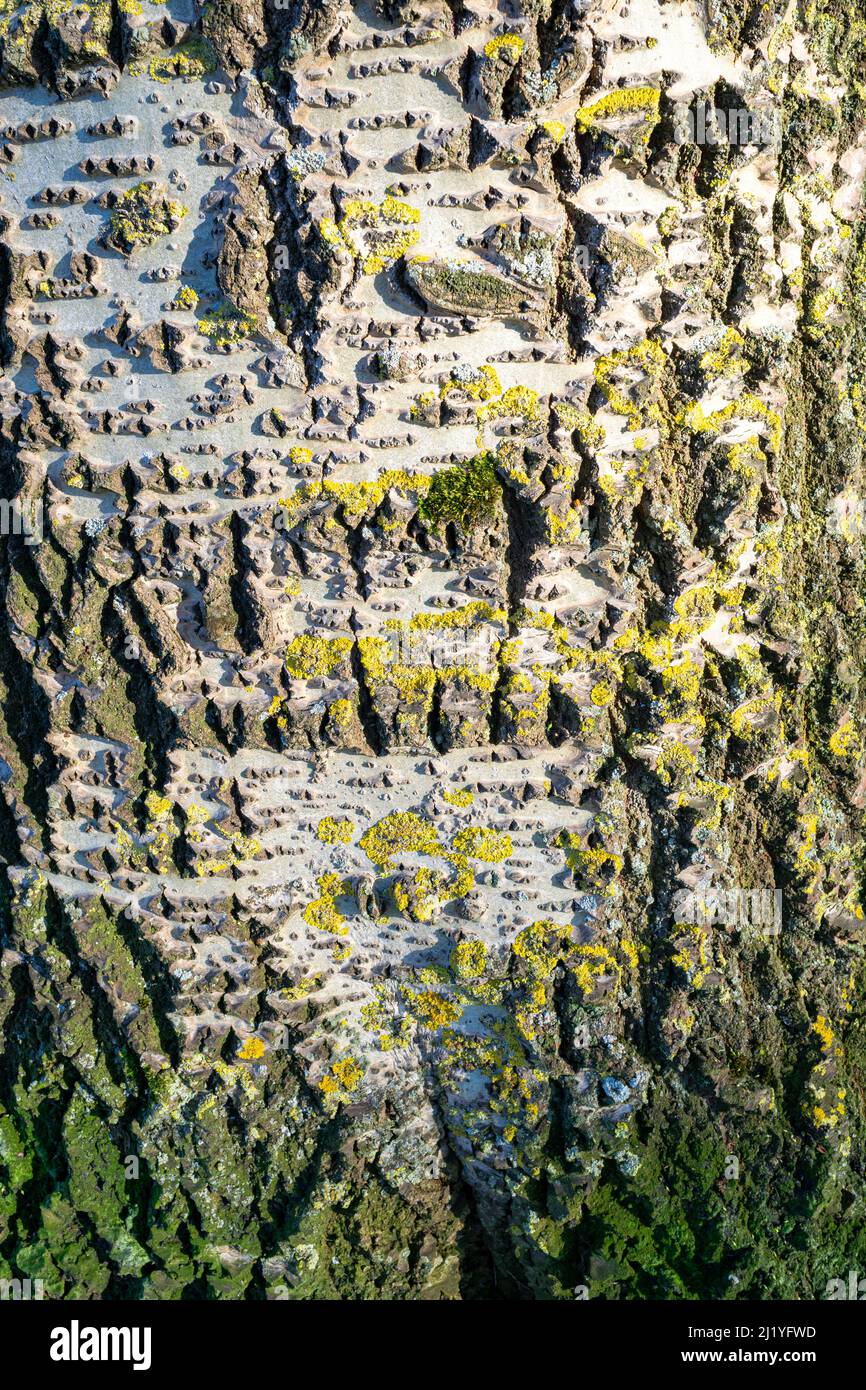 Pleurococcus algae hi-res stock photography and images - Alamy