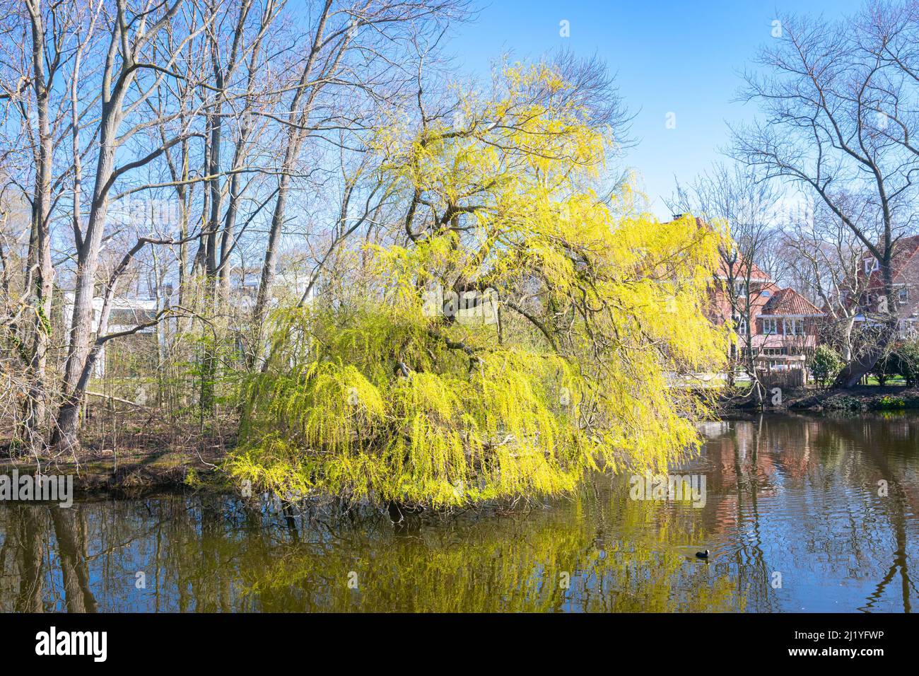 Branches of a yellow colored willow tree are hanging over the water on ...