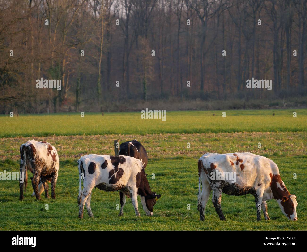 cows in the evening sun Stock Photo - Alamy