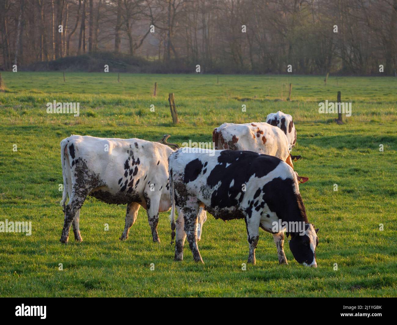 cows in the evening sun Stock Photo - Alamy