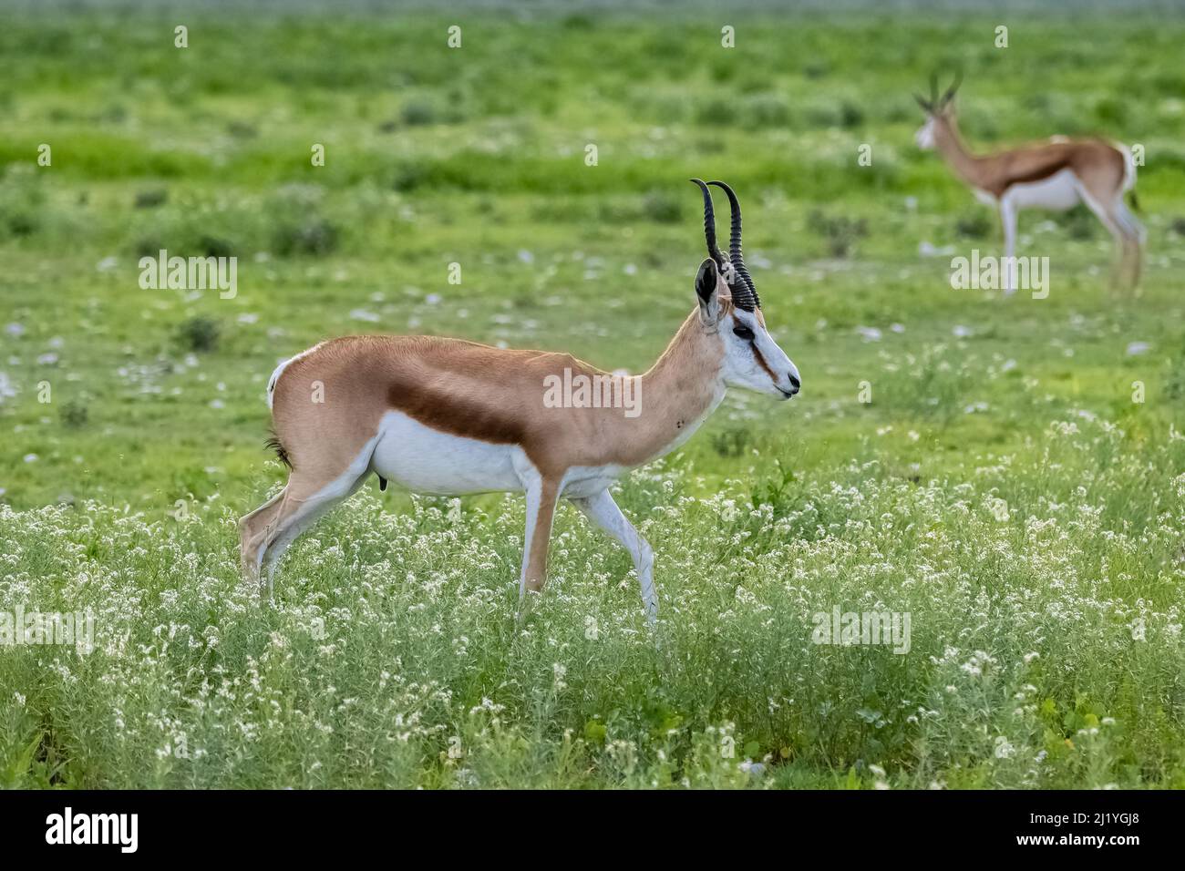 A herd of springboks, Antidorcas marsupialis, in the bush in Namibia ...