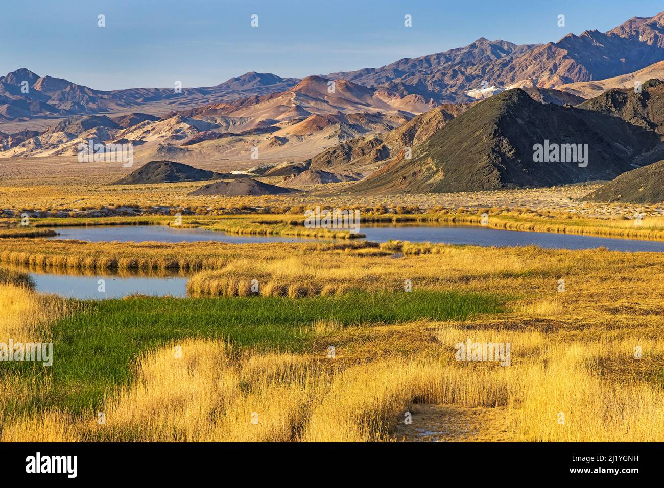 This is a view of an oasis in the desert called Saratoga Spring. It is ...