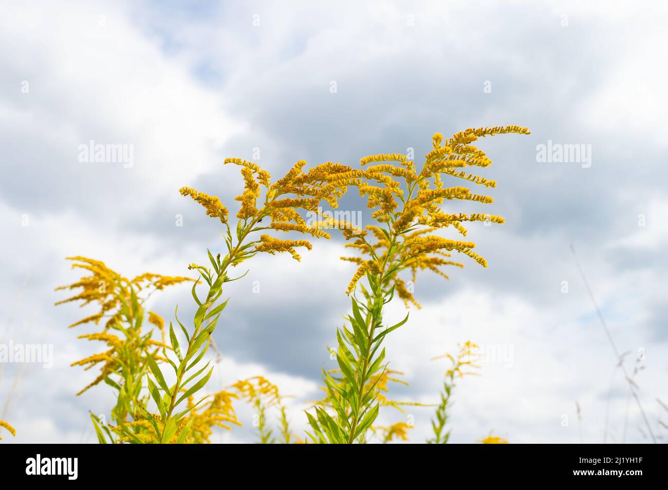 Canada goldenrod flowering yellow flowers hi-res stock photography and ...