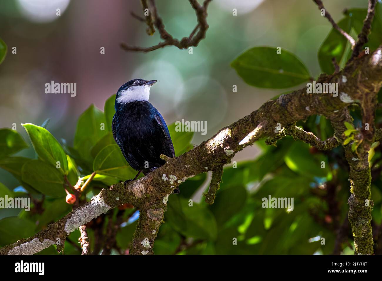 Manakin bird hi-res stock photography and images - Alamy