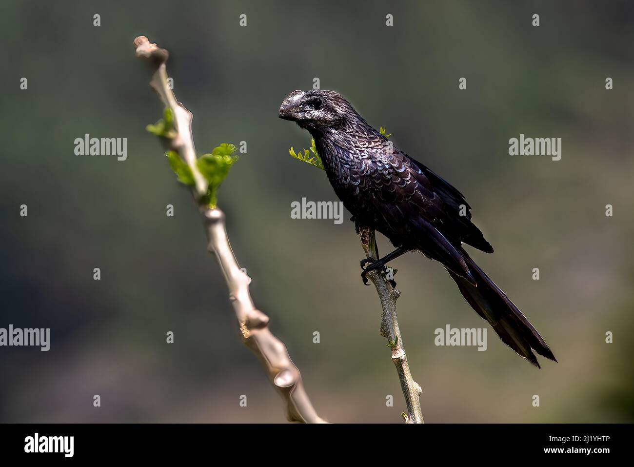 Ani background hi-res stock photography and images - Alamy