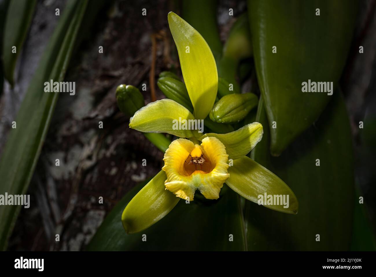 Vanilla flower vanilla planifolia hi-res stock photography and images ...