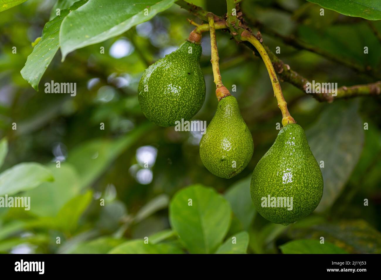 Pear tree top view hi-res stock photography and images - Alamy