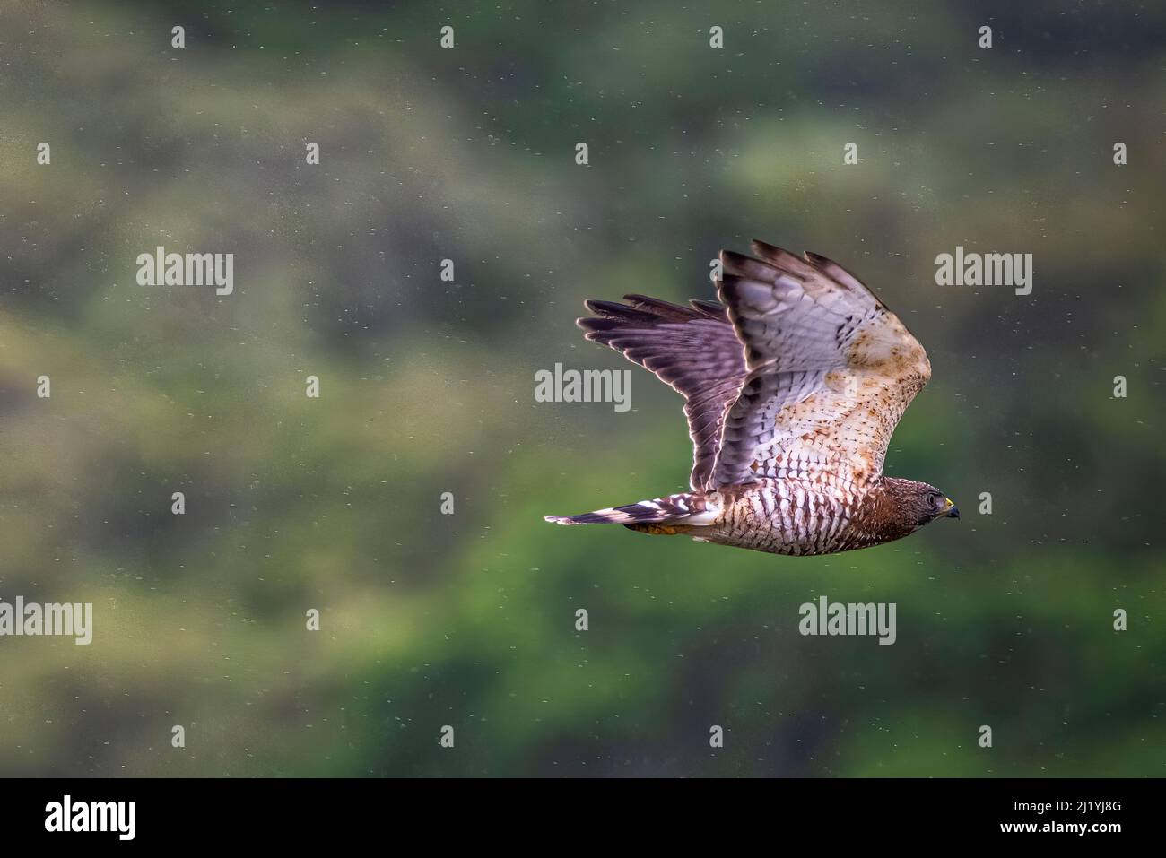 Broad winged hawk in flight Stock Photo - Alamy