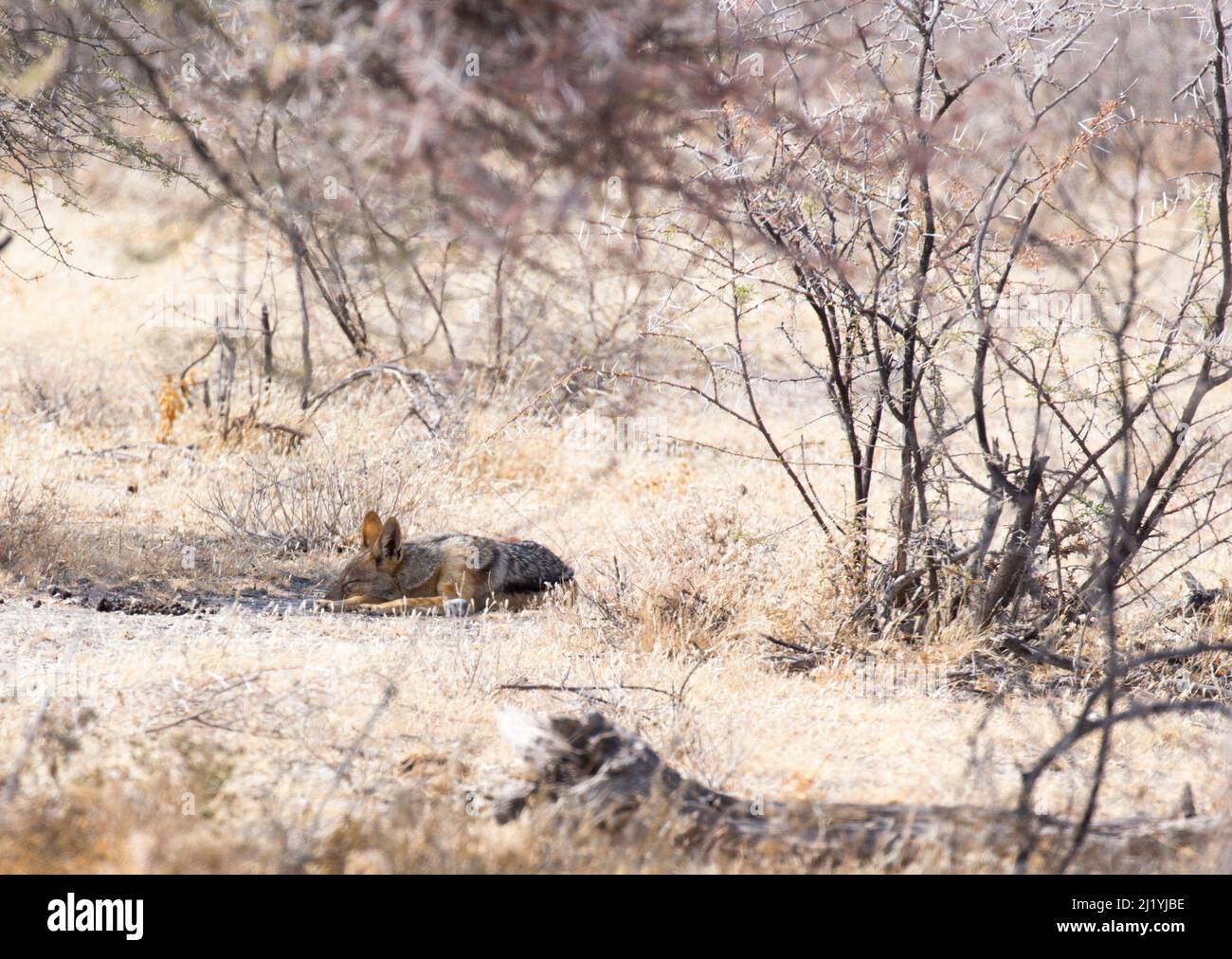 View of jackal sleeping in Namibia Stock Photo - Alamy