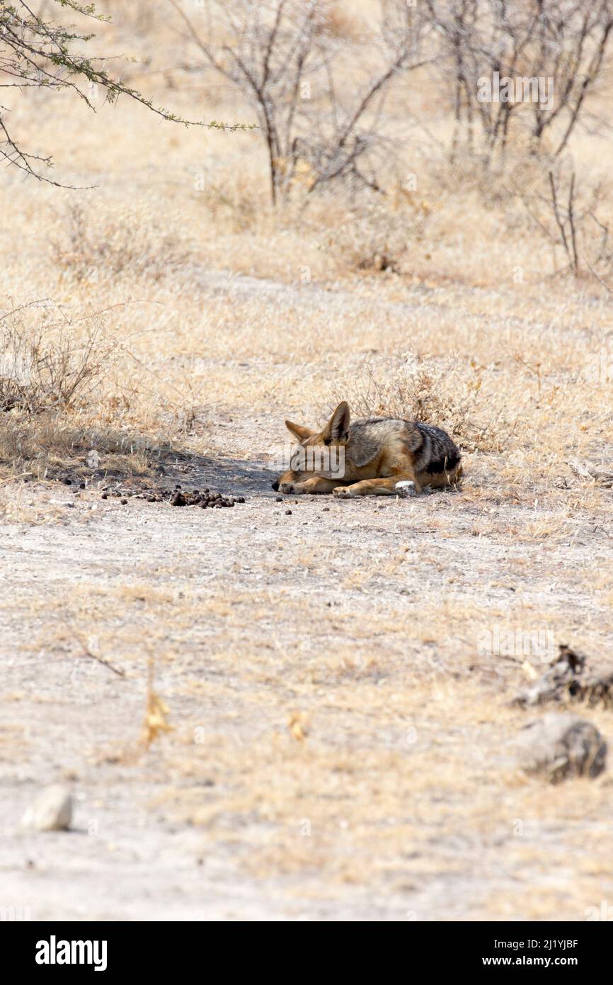 Black backed jackal sleeping hi-res stock photography and images - Alamy