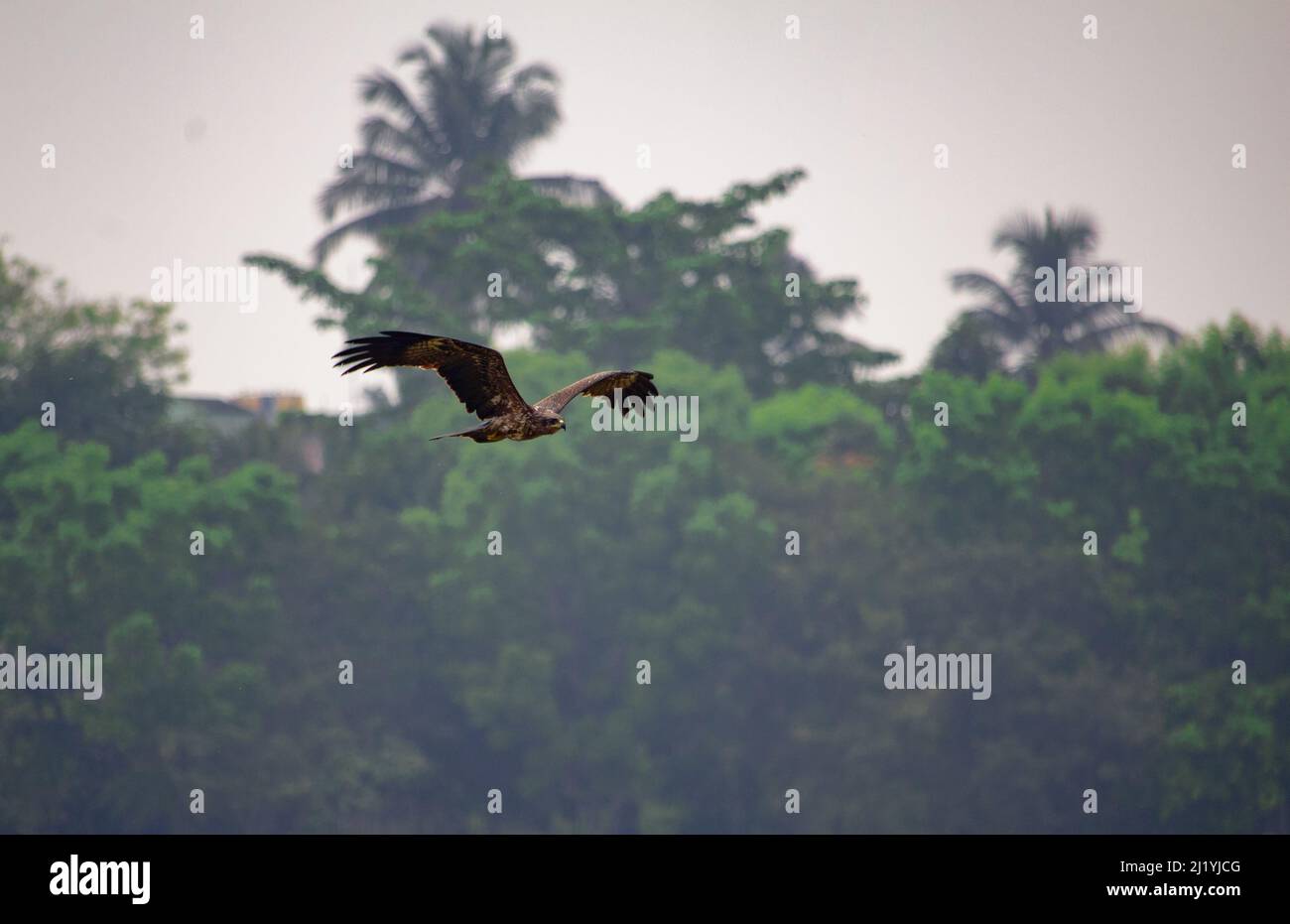 A beautiful shot of a Golden eagle flying high with green trees and ...