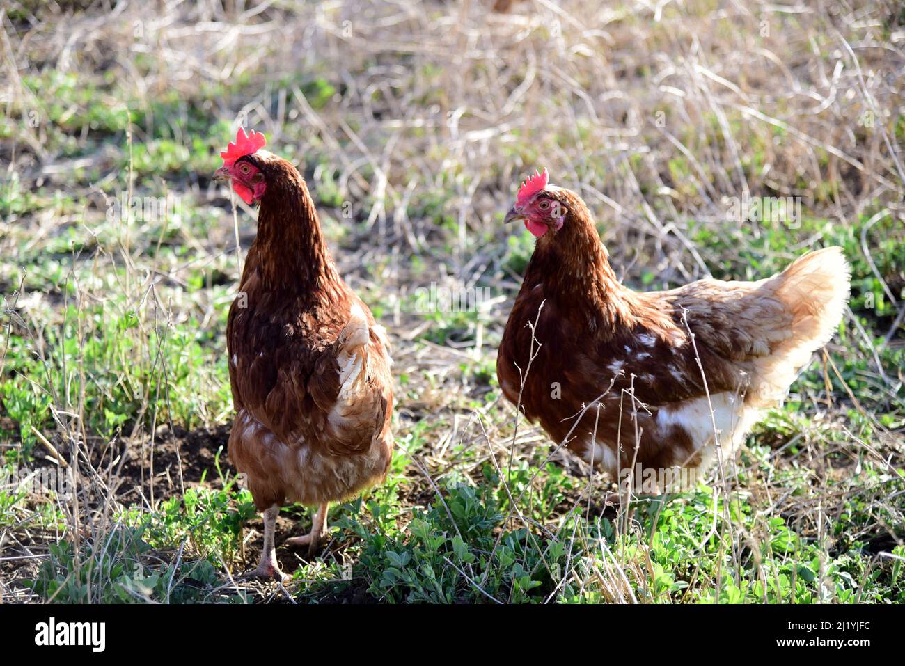 Free range egg Layer chickens pecking in a grass field Stock Photo - Alamy