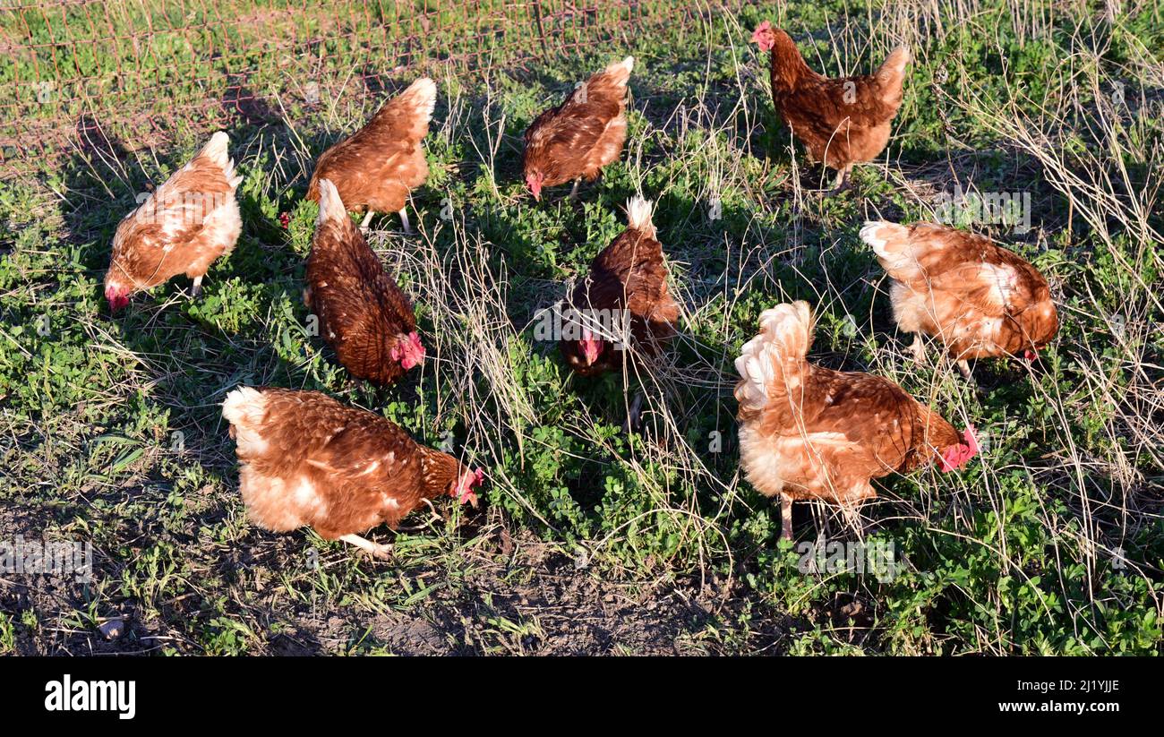 A flock of free range egg Layer chickens pecking in a grass field Stock ...