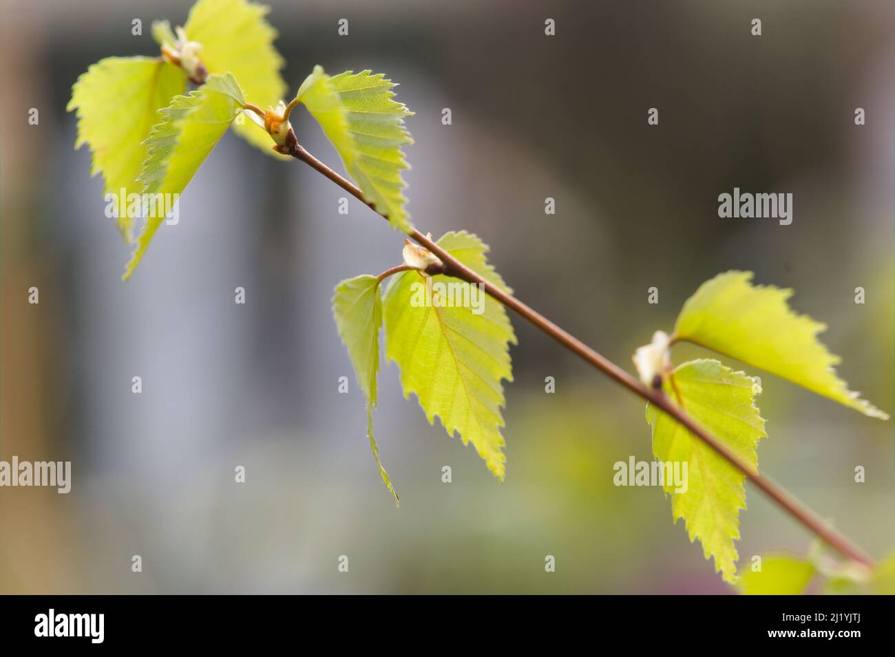 Nature Abstract - Close-up of Silver birch leaves / Betula pendula ...